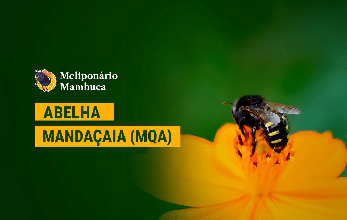 Comportamento, criação e curiosidades da Abelha Mandaçaia mqa
