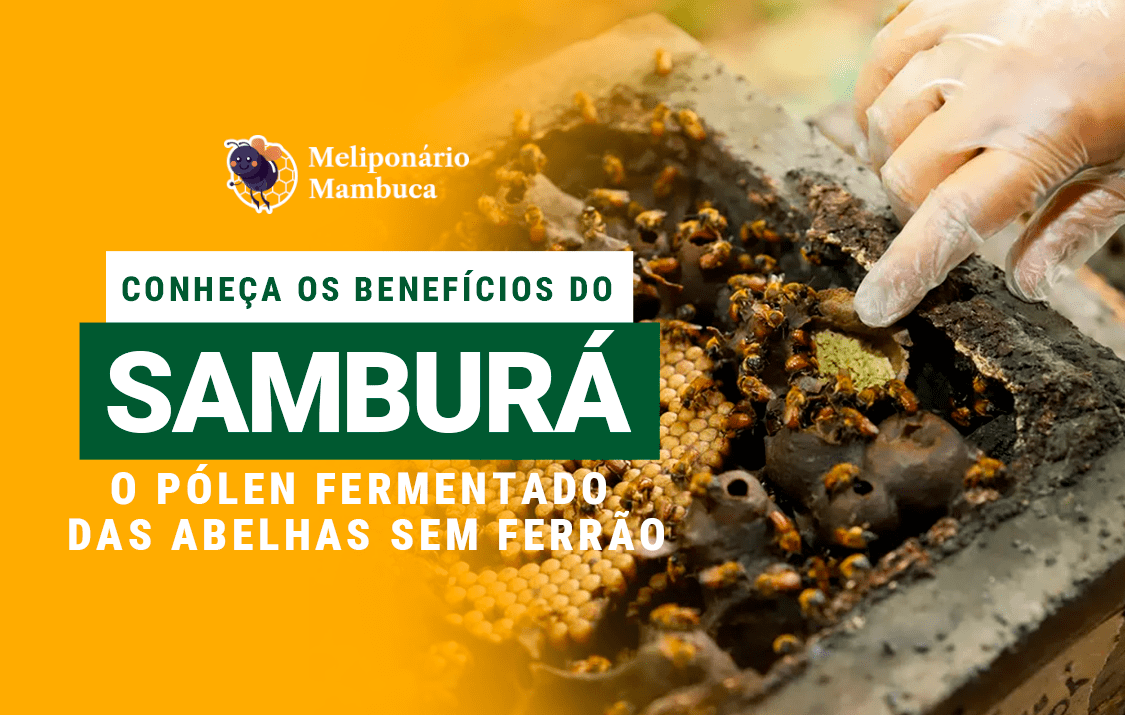 Samburá: o pólen fermentado das abelhas sem ferrão